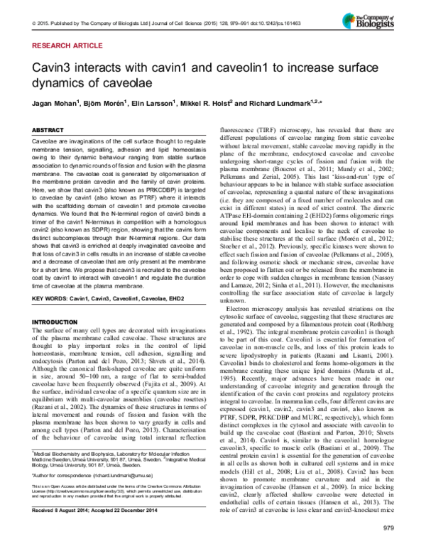 (PDF) Cavin3 interacts with cavin1 and caveolin1 to increase surface ...