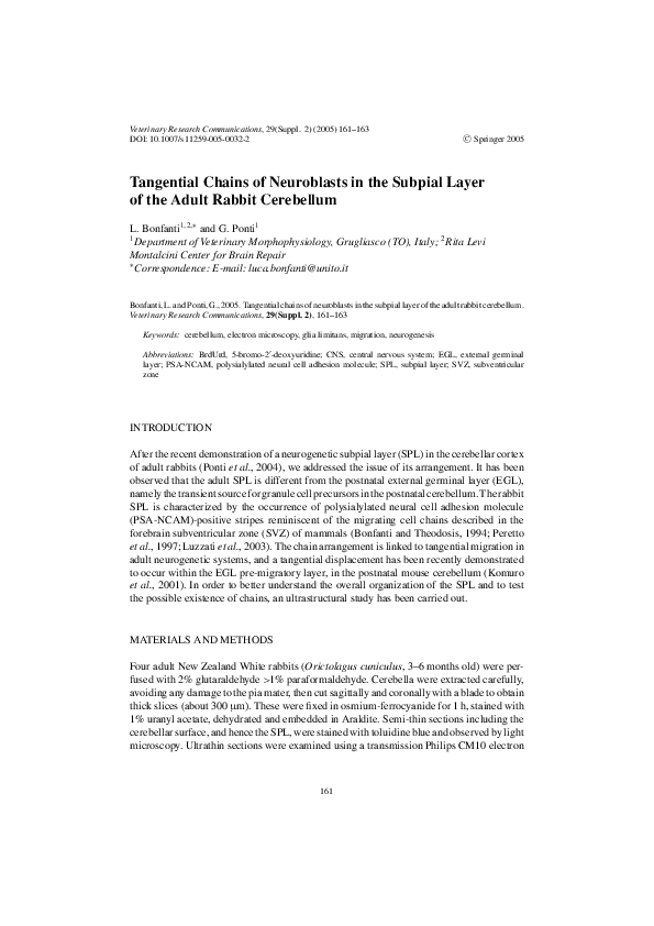 (PDF) Tangential Chains of Neuroblasts in the Subpial Layer of the ...