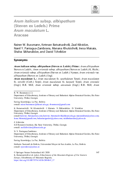 (PDF) Arum italicum subsp. albispathum (Steven ex Ledeb.) Prime Arum ...