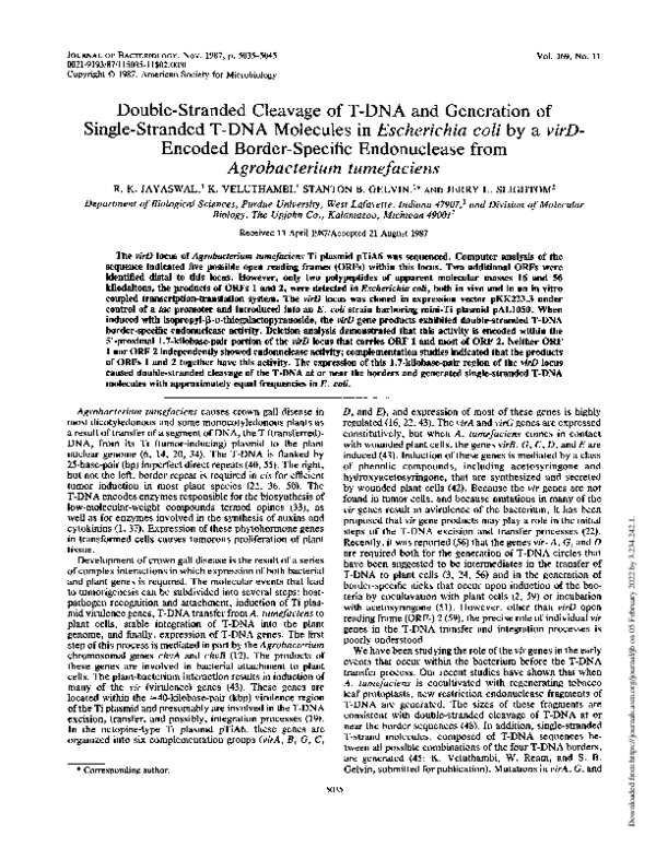 (PDF) Double-stranded cleavage of T-DNA and generation of single ...