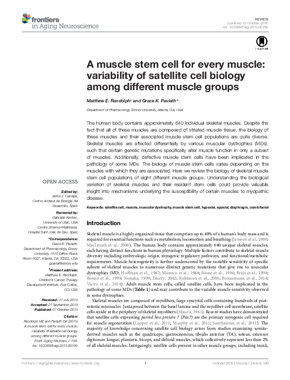 (PDF) A muscle stem cell for every muscle: variability of satellite ...