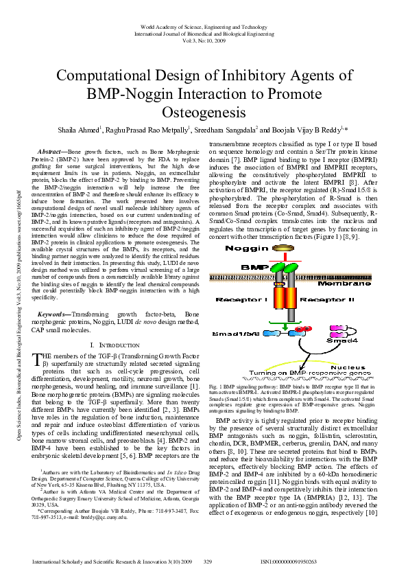 (PDF) Computational Design of Inhibitory Agents of BMP-Noggin ...