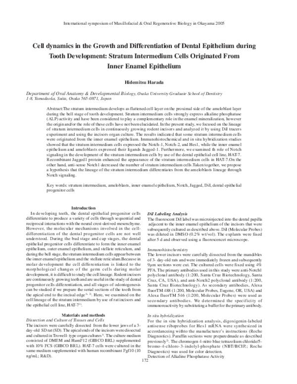 (PDF) Cell dynamics in the Growth and Differentiation of Dental ...