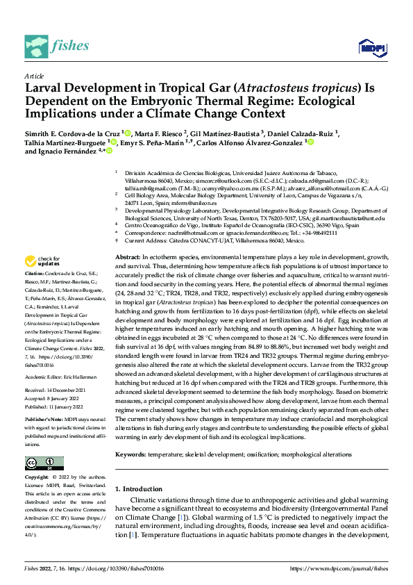 (PDF) Larval Development in Tropical Gar (Atractosteus tropicus) Is ...