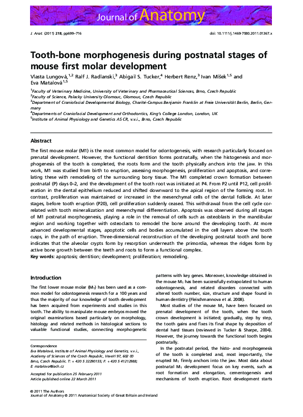 (PDF) Tooth-bone morphogenesis during postnatal stages of mouse first ...
