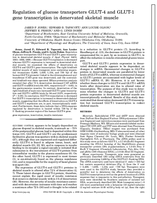 (PDF) Regulation of glucose transporters GLUT-4 and GLUT-1 gene ...