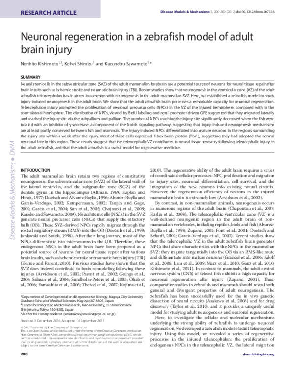 (PDF) Neuronal regeneration in a zebrafish model of adult brain injury