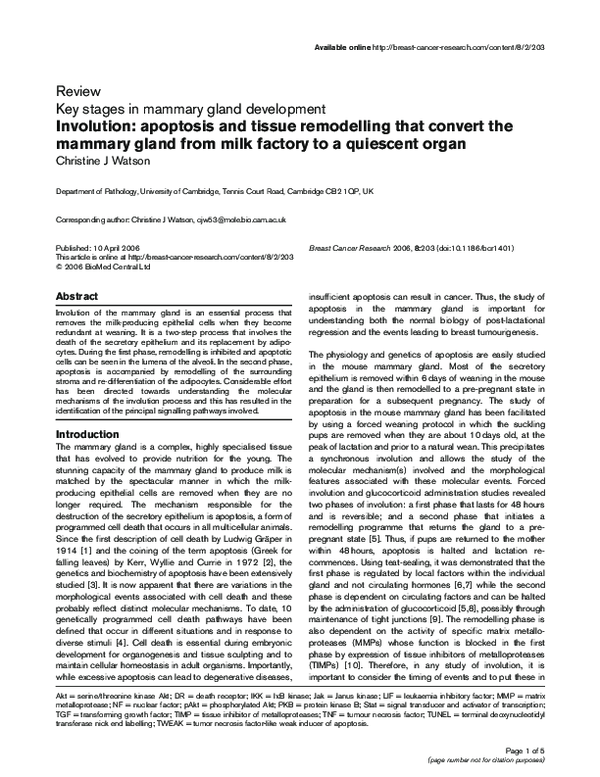 (PDF) Involution: apoptosis and tissue remodelling that convert the ...