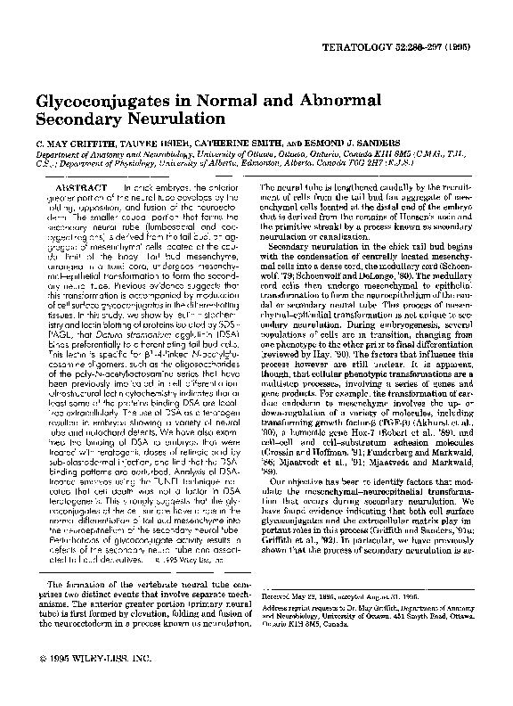 (PDF) Glycoconjugates in normal and abnormal secondary neurulation