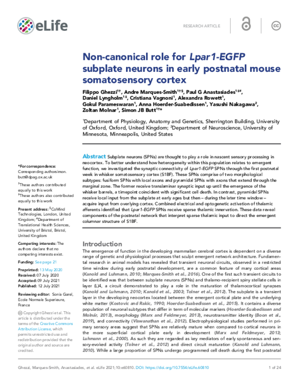 Non-canonical role for Lpar1-EGFP subplate neurons in early postnatal ...
