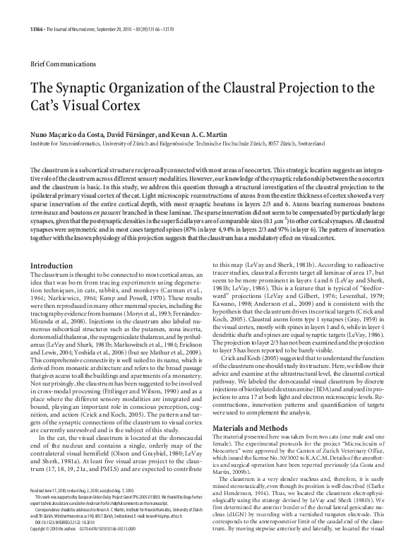 (PDF) The Synaptic Organization of the Claustral Projection to the Cat's Visual Cortex