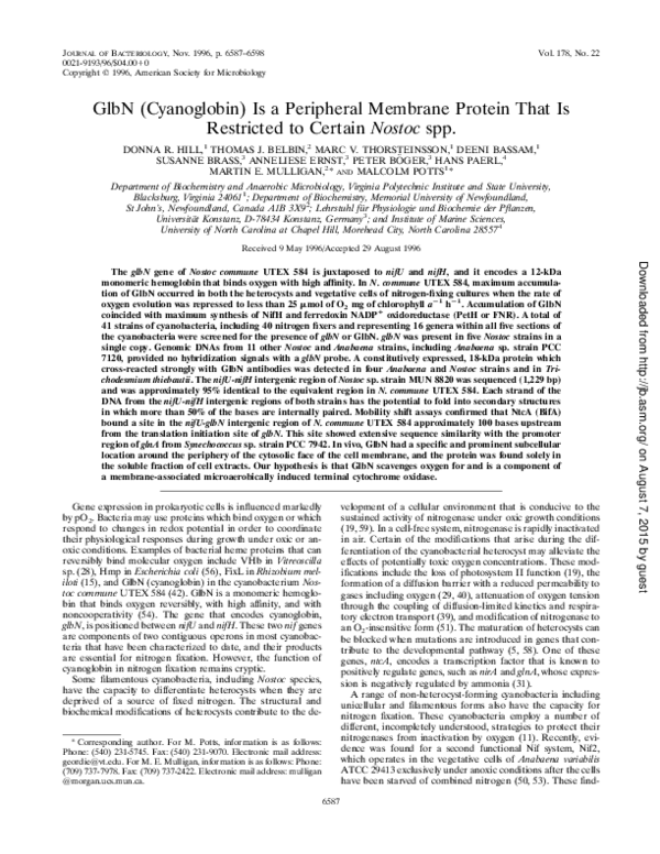 (PDF) GlbN (cyanoglobin) is a peripheral membrane protein that is ...