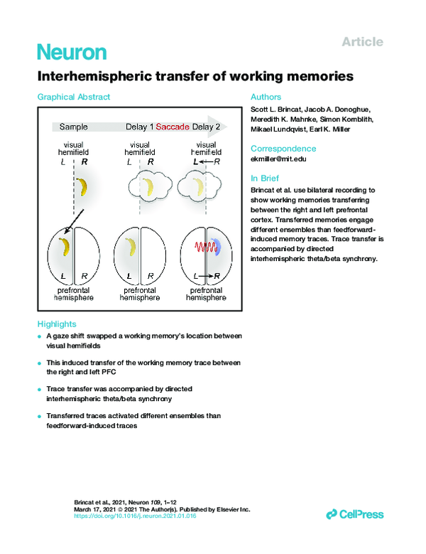 (PDF) Interhemispheric transfer of working memories