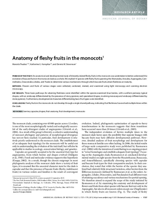 (PDF) Anatomy of fleshy fruits in the monocots | Dennis Stevenson ...