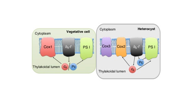 (PDF) Cytochrome c6 is the main respiratory and photosynthetic soluble ...