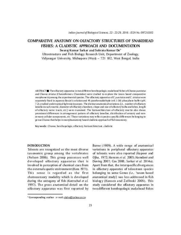 (PDF) Comparative Anatomy on Olfactory Structures of Snakehead Fishes ...