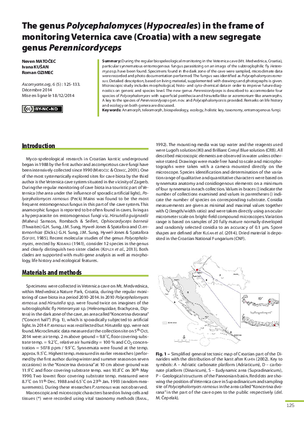 (PDF) The genus Polycephalomyces (Hypocreales) in the frame of ...