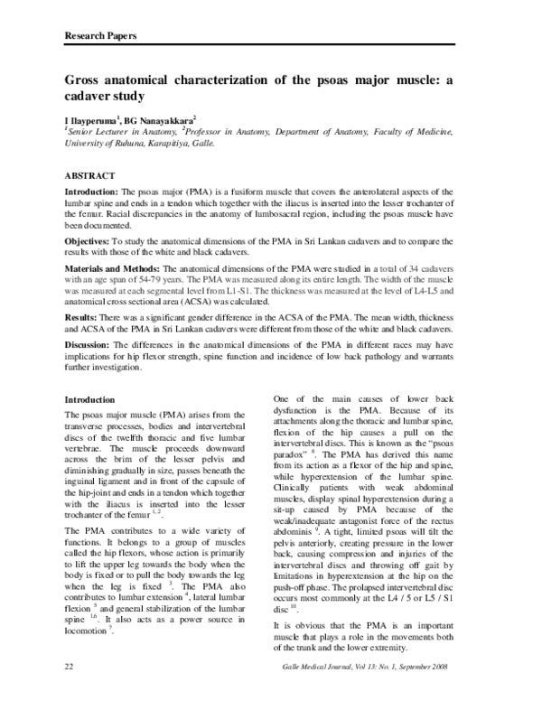 (PDF) Gross anatomical characterization of the psoas major muscle: a ...