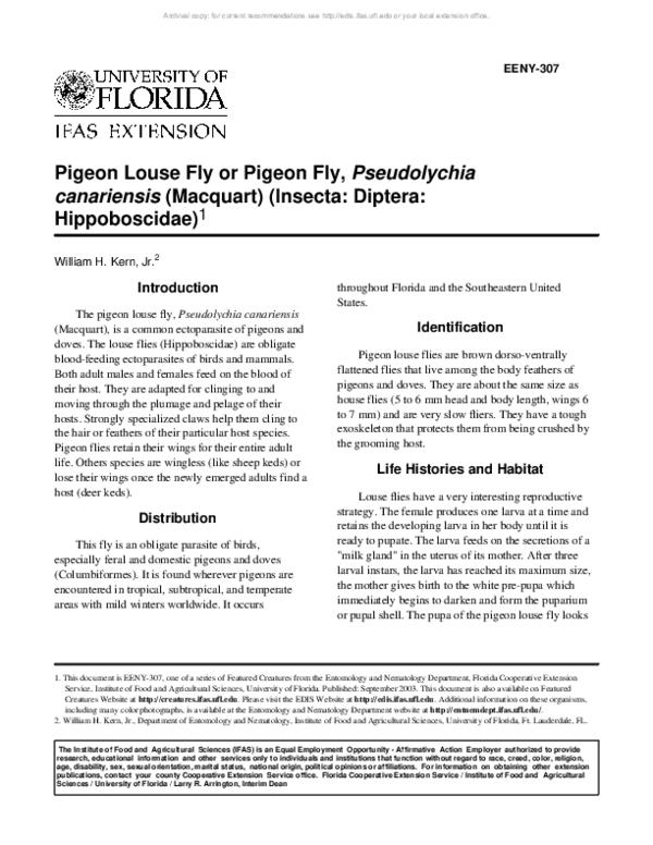 (PDF) Pigeon Louse Fly or Pigeon Fly, Pseudolychia canariensis ...