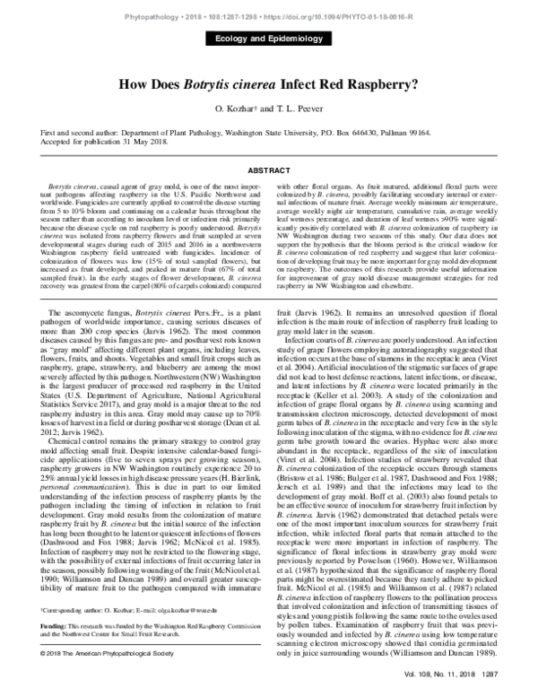 (PDF) How does Botrytis cinerea infect red raspberry? | olga kozhar ...