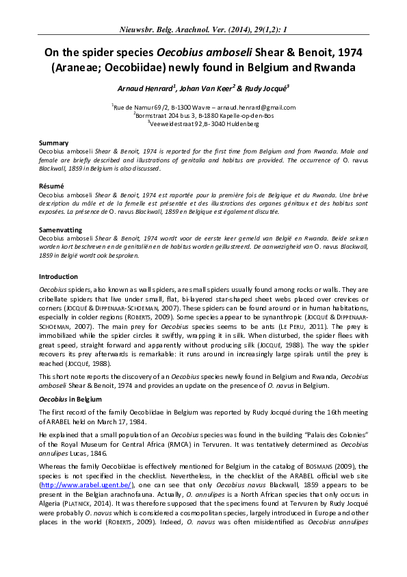 (PDF) On the spider species Oecobius amboseli Shear & Benoit, 1974 ...