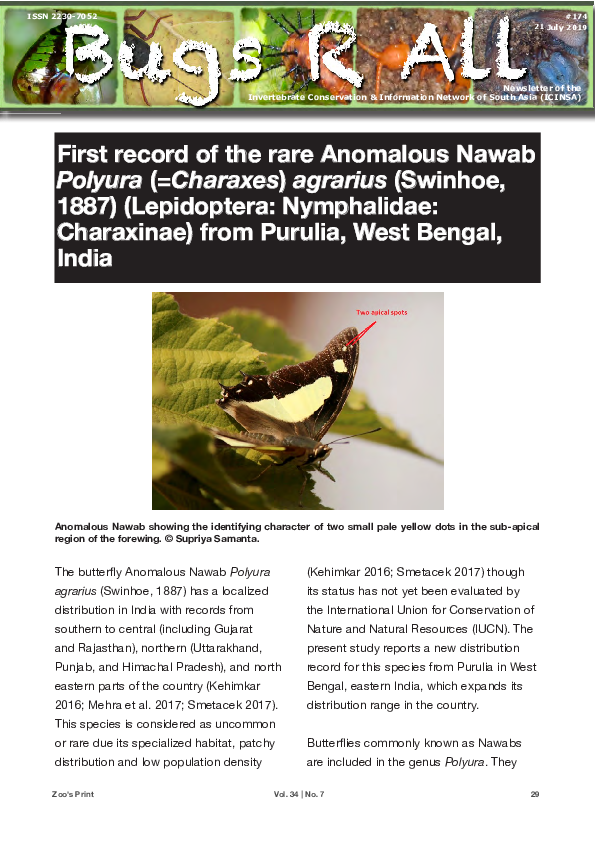 (PDF) First record of the rare Anomalous Nawab Polyura (=Charaxes ...