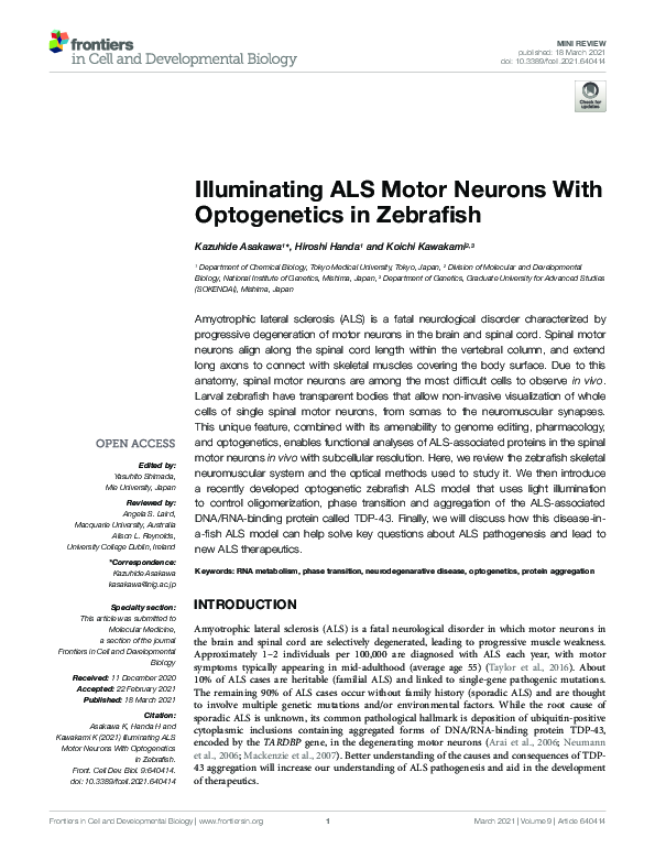 (PDF) Illuminating ALS Motor Neurons With Optogenetics in Zebrafish