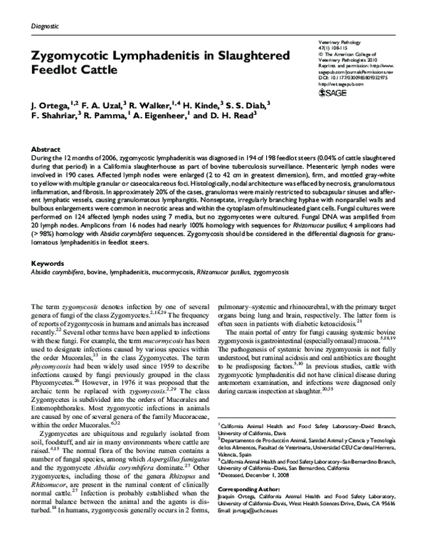 (PDF) Zygomycotic Lymphadenitis in Slaughtered Feedlot Cattle | Hailu ...