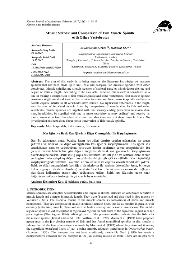 (PDF) Muscle Spindle and Comparison of Fish Muscle Spindle with Other ...