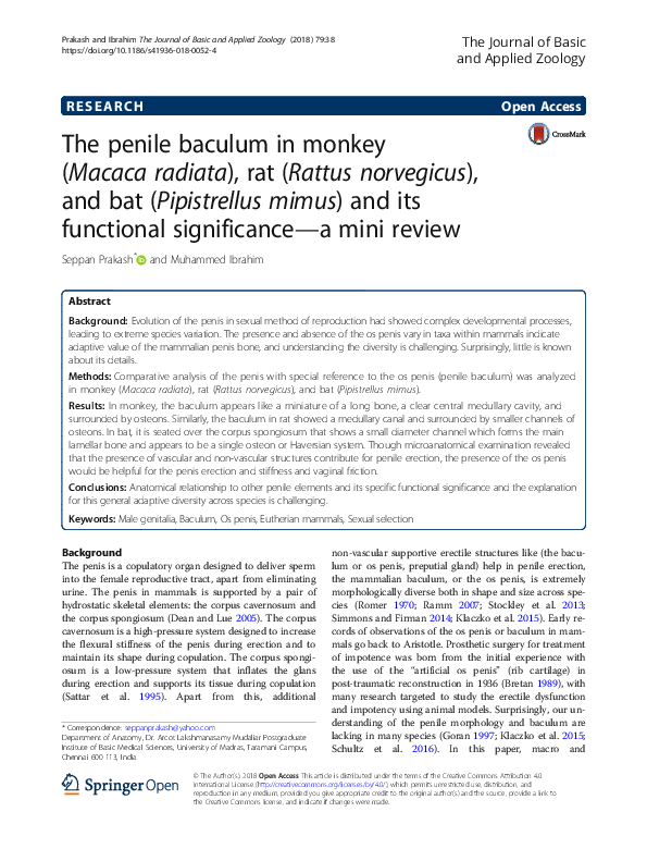 (PDF) The penile baculum in monkey (Macaca radiata), rat (Rattus norvegicus), and bat ...
