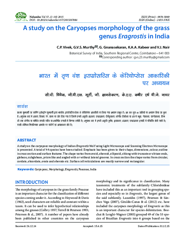 (PDF) A Study on the Caryopses Morphology of the Grass Genus Eragrostis ...