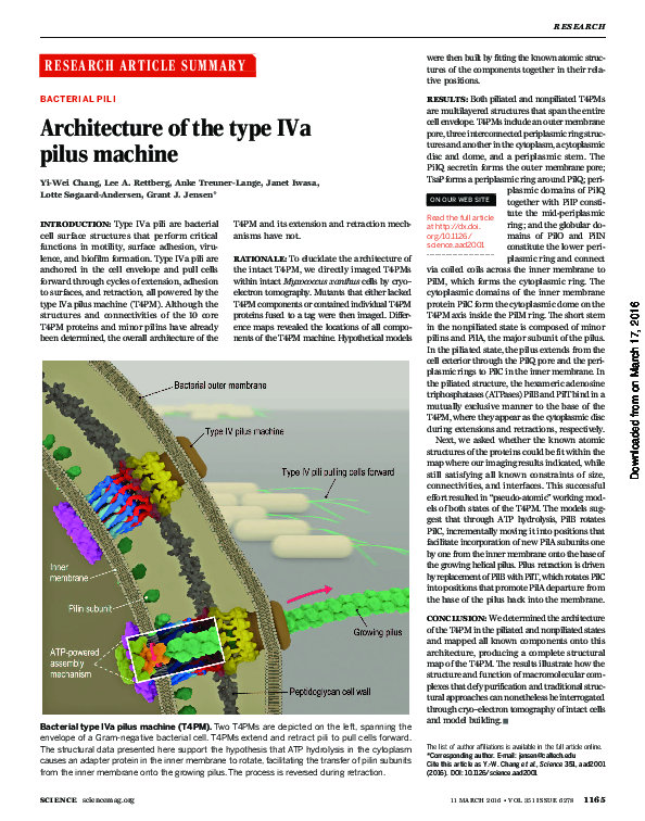 (PDF) BACTERIAL PILI Architecture of the type IVa pilus machine