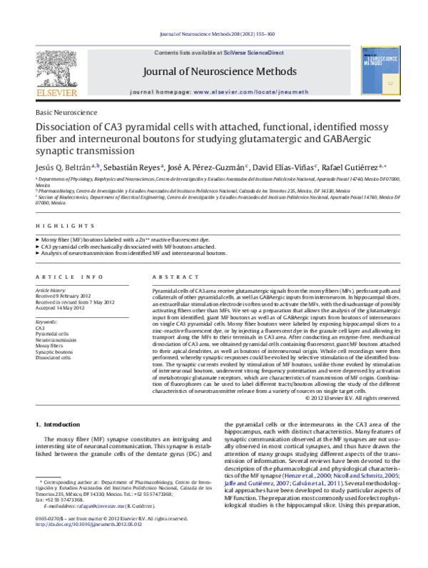 (PDF) Dissociation of CA3 pyramidal cells with attached, functional ...