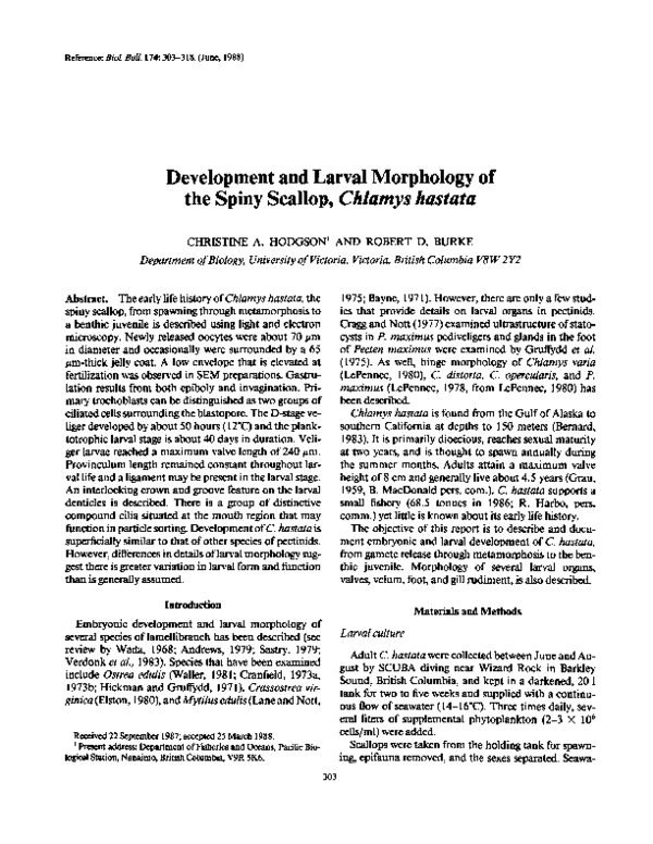 (PDF) Development and Larval Morphology of the Spiny Scallop,Chlamys ...