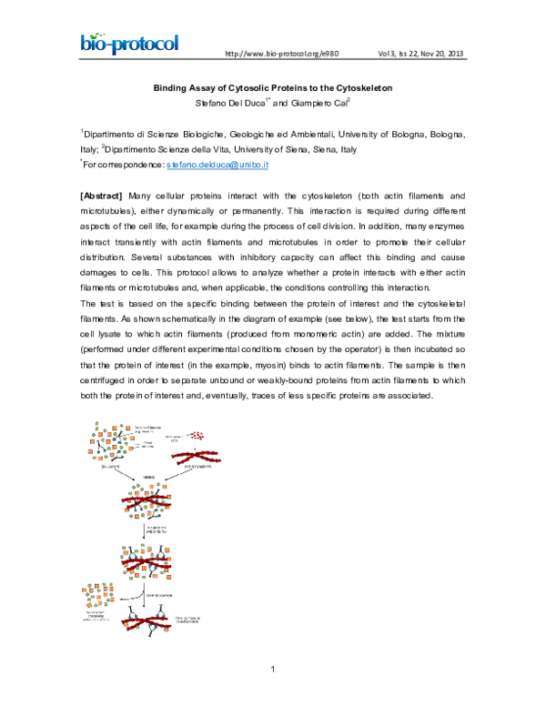 (PDF) Binding Assay of Cytosolic Proteins to the Cytoskeleton
