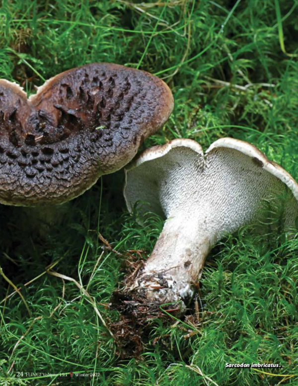 (PDF) Hawk' s Wings and Hedgehogs: Some Bitter, Some Better