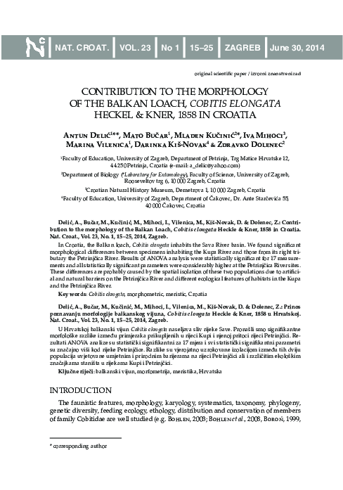 (PDF) CONTRIBUTION TO The mORphOlOgy Of The BalkaN lOaCh, Cobitis ...