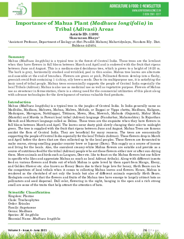 (PDF) Importance of Mahua Plant (Madhuca longifolia) in Tribal (Adivasi ...
