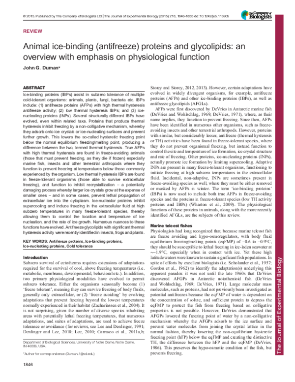 (PDF) Animal ice-binding (antifreeze) proteins and glycolipids: an ...