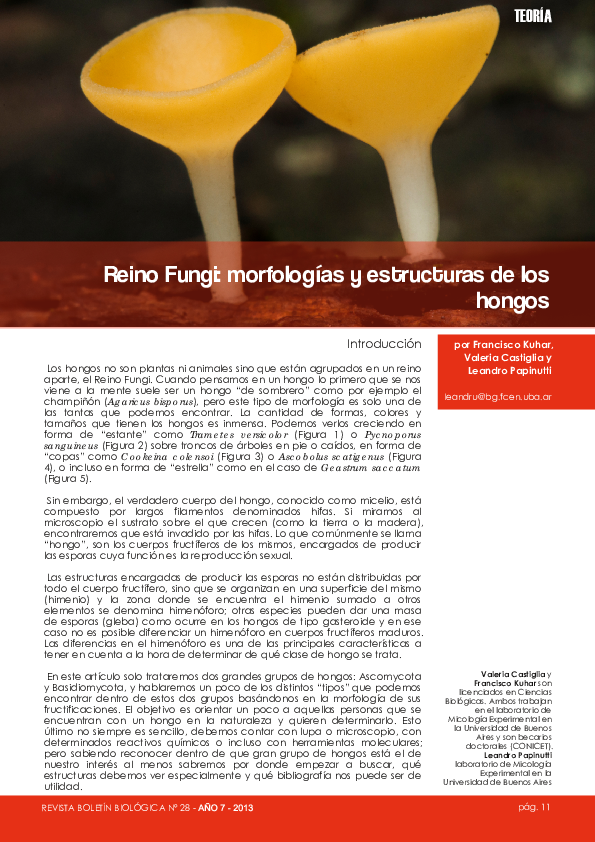 (PDF) Reino Fungi: morfologías y estructuras de los hongos