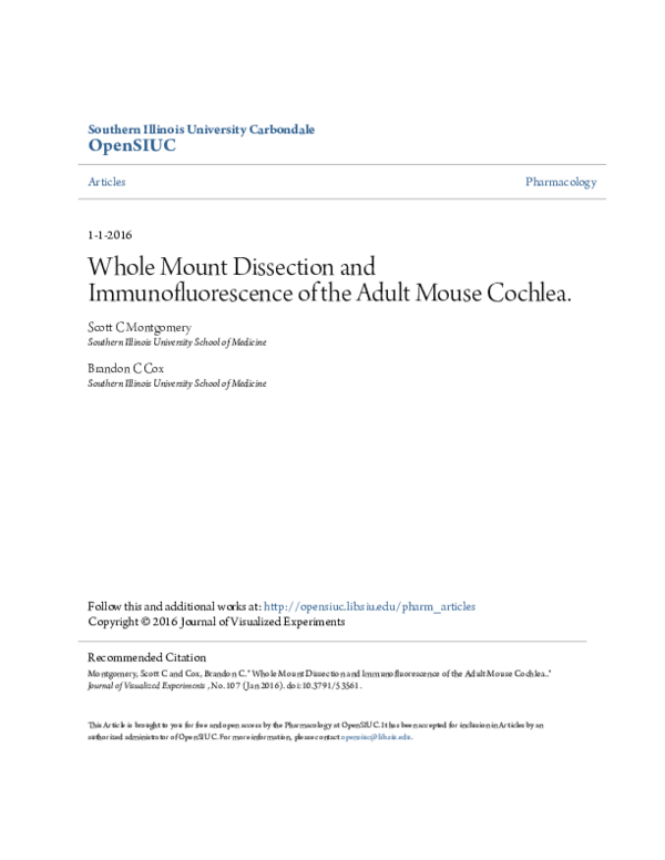 (PDF) Whole Mount Dissection and Immunofluorescence of the Adult Mouse ...