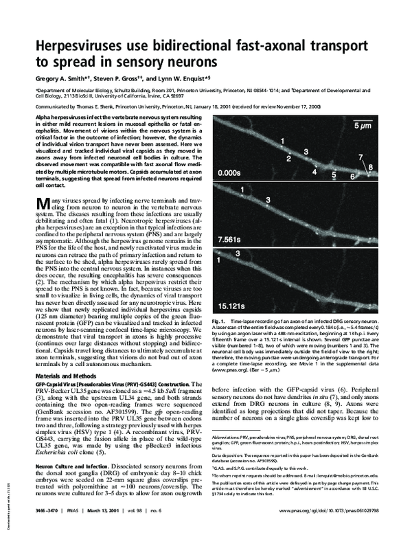 (PDF) Herpesviruses use bidirectional fast-axonal transport to spread ...