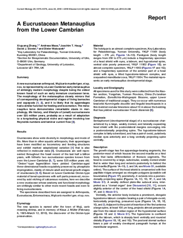 (PDF) A Eucrustacean Metanauplius from the Lower Cambrian