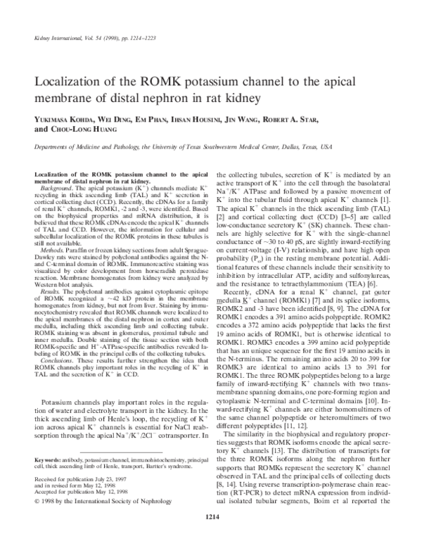 (PDF) Localization of the ROMK potassium channel to the apical membrane ...