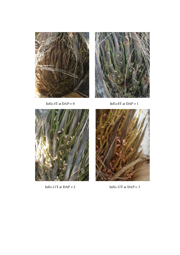 (PDF) Transcriptome analysis of oil palm inflorescences revealed ...