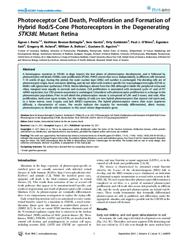 (PDF) Photoreceptor Cell Death, Proliferation and Formation of Hybrid ...