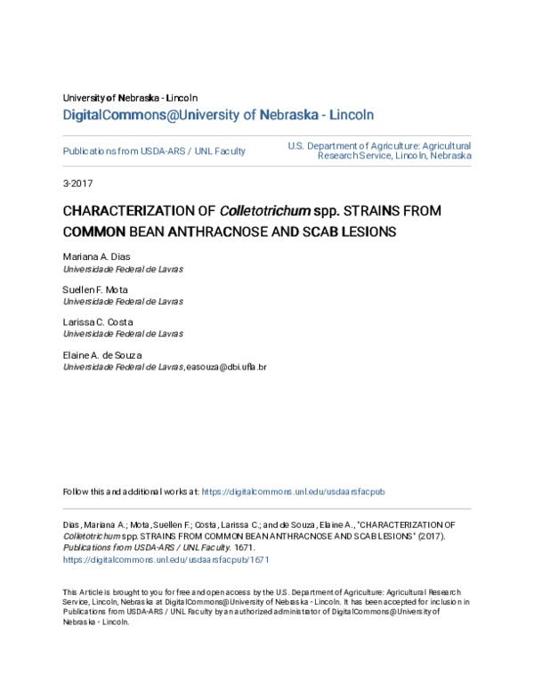 (PDF) CHARACTERIZATION OF Colletotrichum spp. STRAINS FROM COMMON BEAN ...