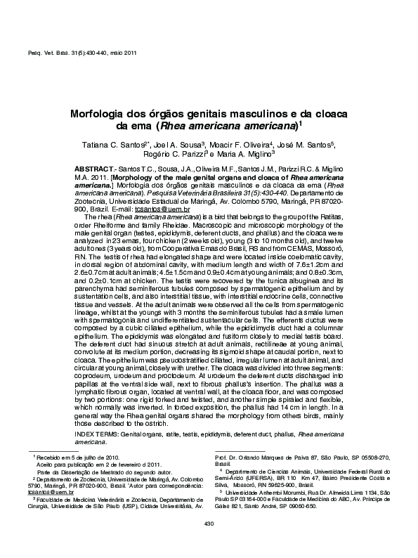 (PDF) Morphology of the male genital organs and cloaca of Rhea ...