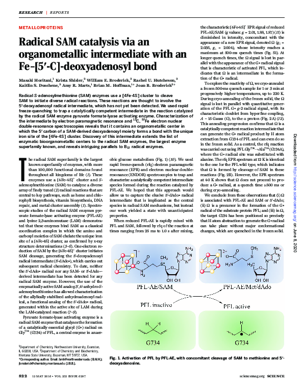 Radical SAM catalysis via an organometallic intermediate with an Fe-[5 ...