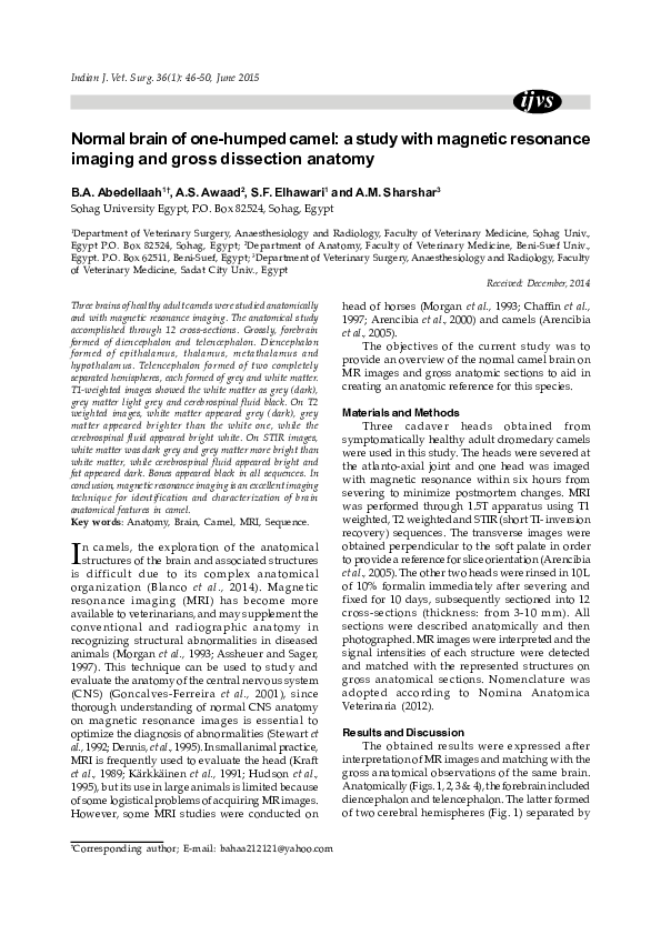 (PDF) Normal brain of one-humped camel: A study with magnetic resonance ...